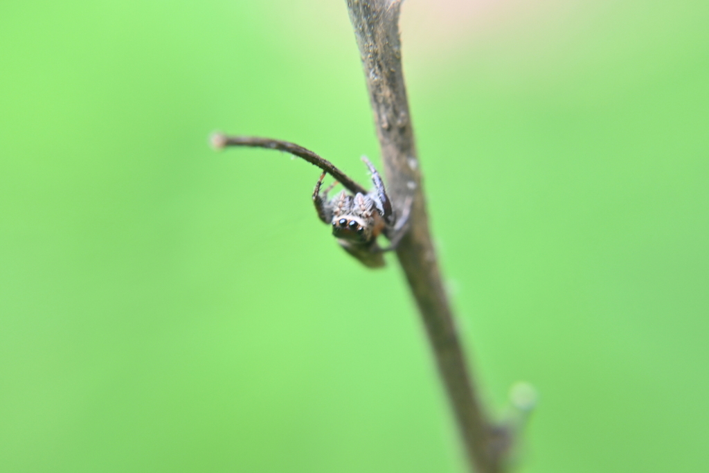 Typical Jumping Spiders from Fork Swamp Trail on April 26, 2025 at 10: ...