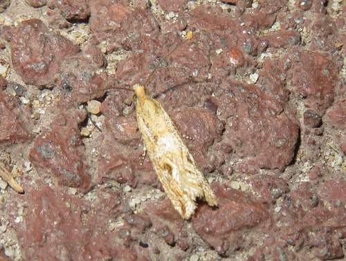 Scarce Sedge Marble (Lancashire Key Species - Butterflies, Moths and ...
