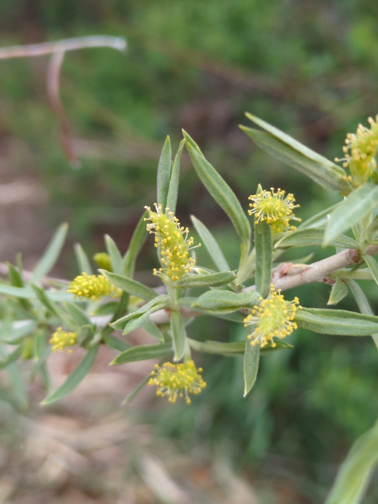 Willows from Reno, NV 89509, USA on April 27, 2025 at 12:46 PM by Trash ...