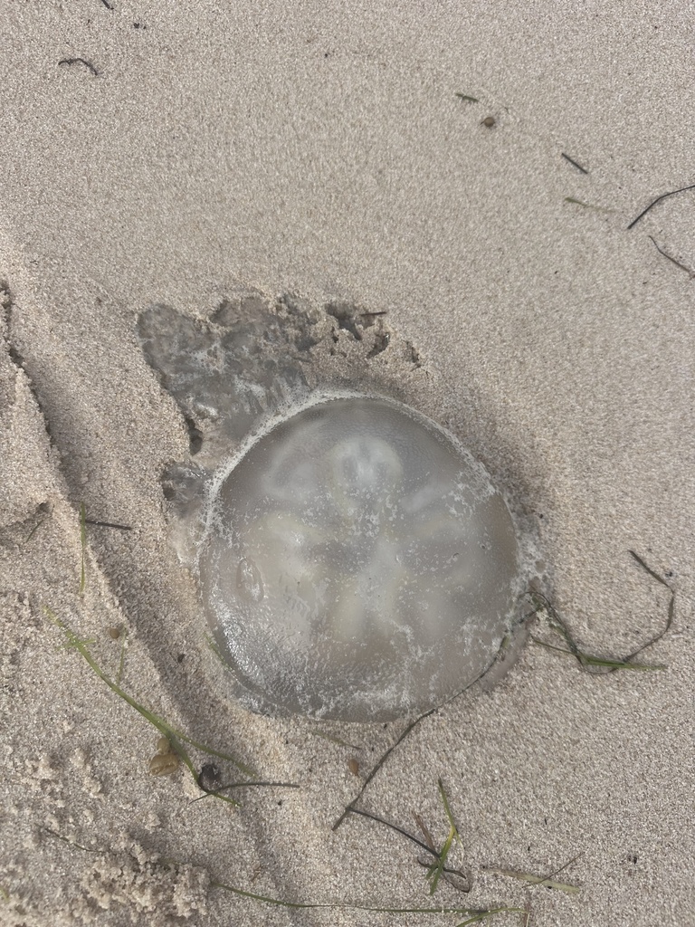 Blue Blubber Jelly from Western Port Intertidal Coastal Reserve, Jam ...