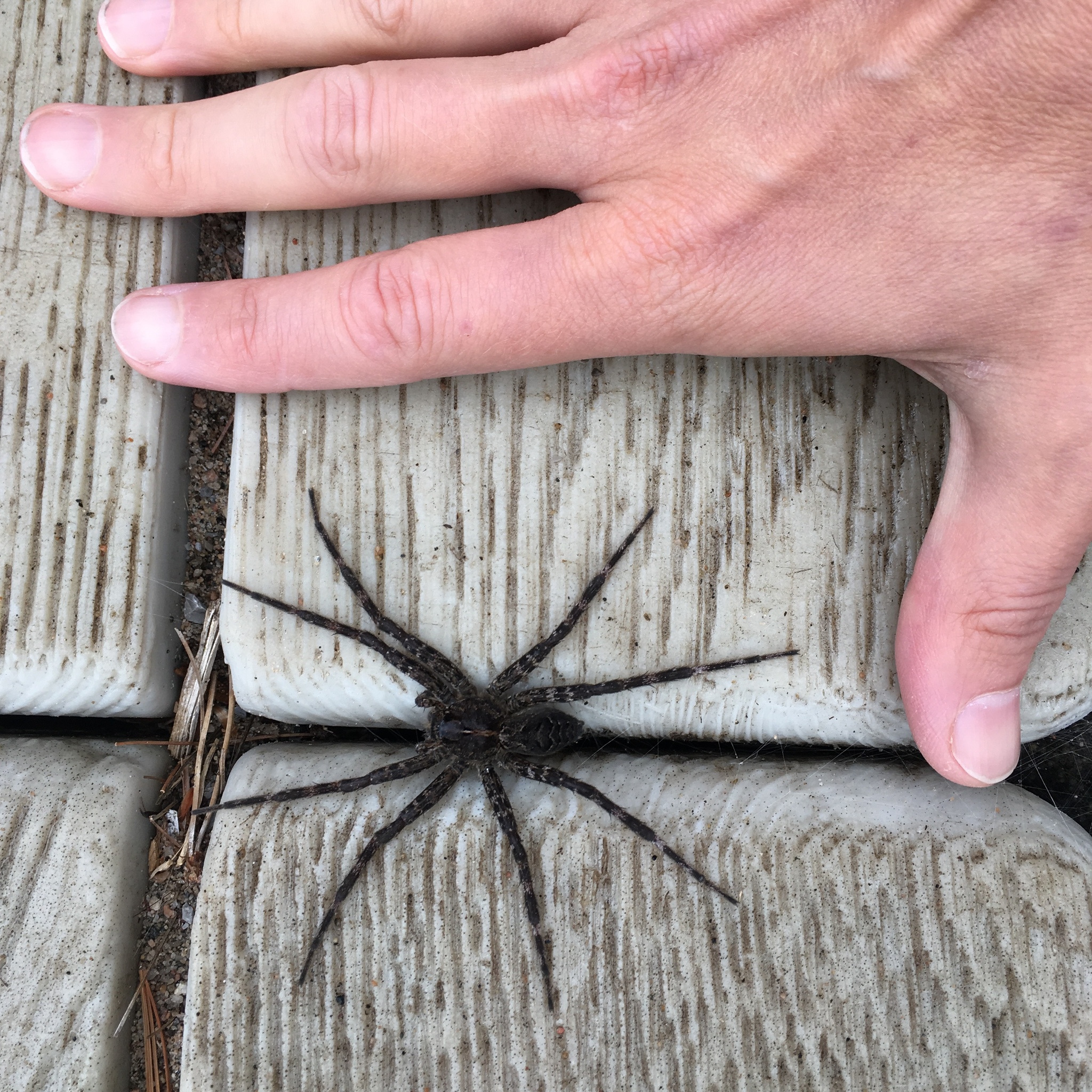Beautiful fishing spider (I think) with her babies in a nursery web ...
