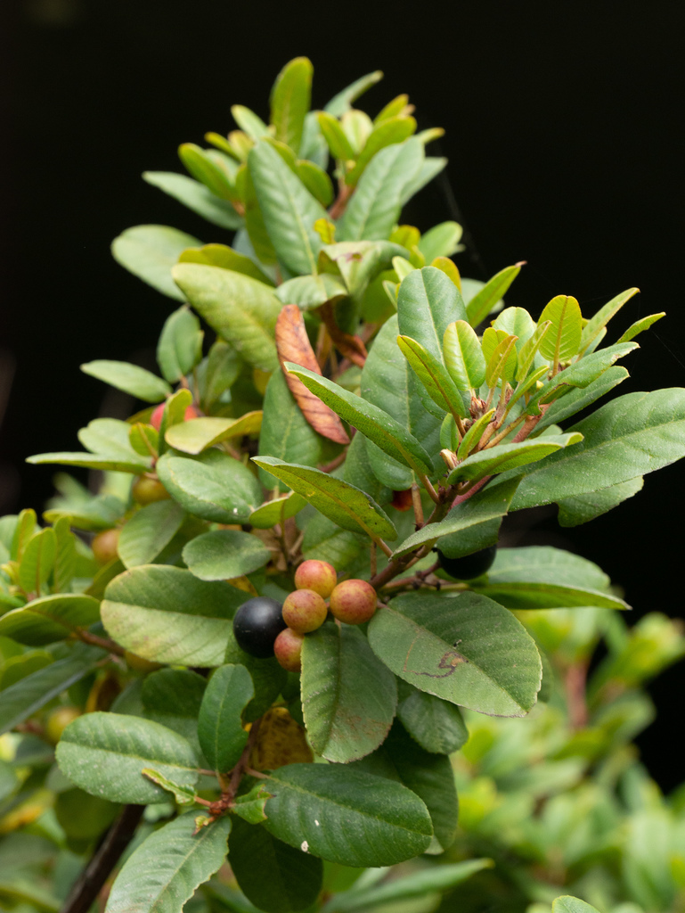 coffeeberry (Bean Hollow) · iNaturalist
