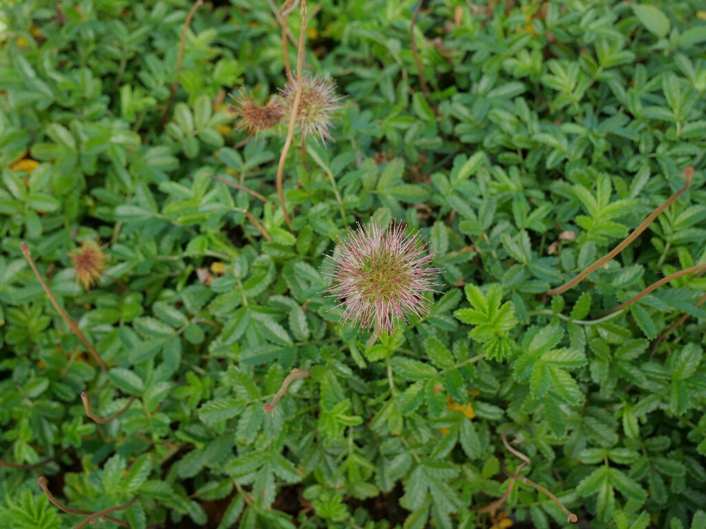 Sand bidibid from Petone, Lower Hutt 5012, New Zealand on April 28 ...