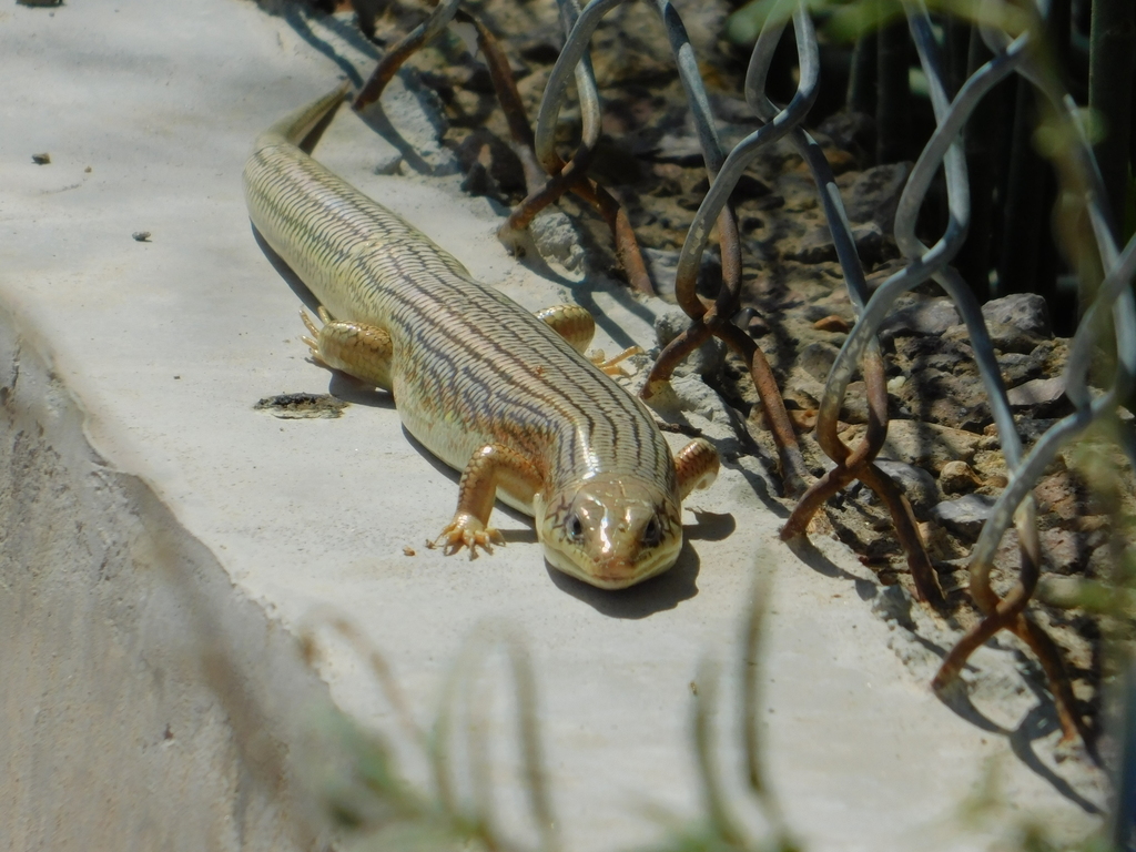 Great Plains Skink from Mapimí, Dgo., México on August 26, 2019 at 12: ...