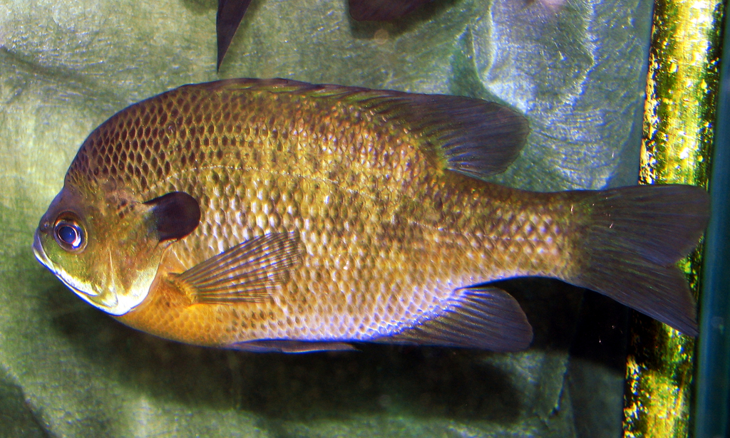 Bluegill (Common Fish Species of Richmond National Battlefield ...