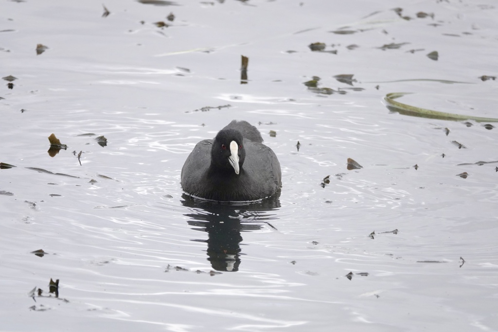 Australasian Coot from Dinsdale Ward, Knoxfield, VIC, AU on April 28 ...