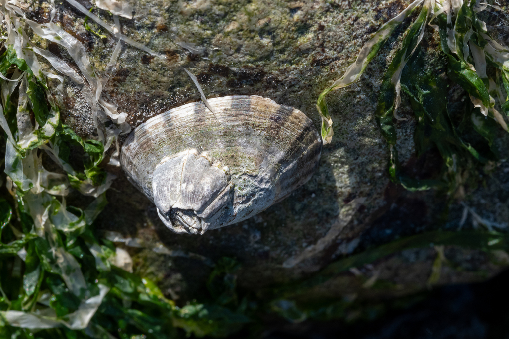True Limpets from NW Marine Dr, Vancouver, BC V6T 1E2, Canada on April ...