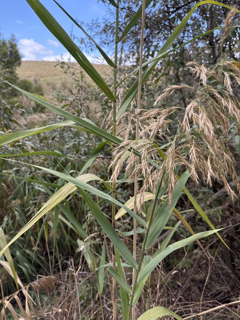 common reed from Mornington P'sula - South, AU-VI, AU on April 5, 2025 ...
