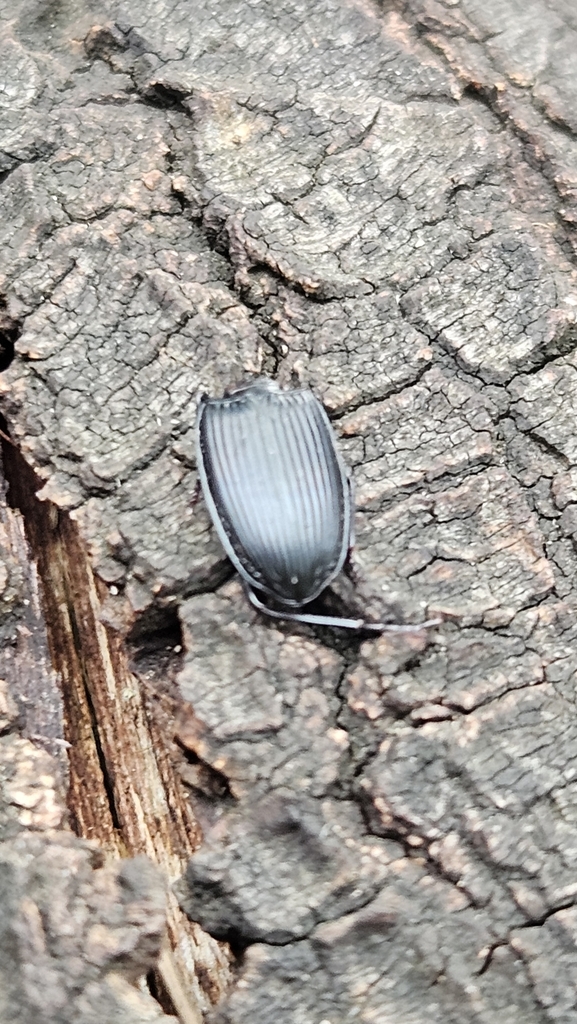 Dicaelus dilatatus from Ringwood VIC 3134, Australia on April 28, 2025 at 03:40 PM by fauziatul ...