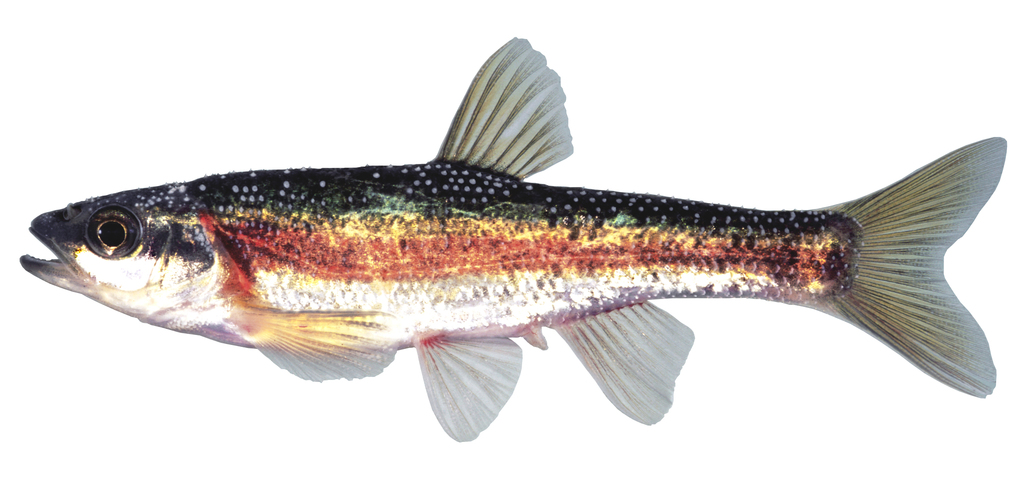 Rosyside dace (Common Fish Species of Richmond National Battlefield ...