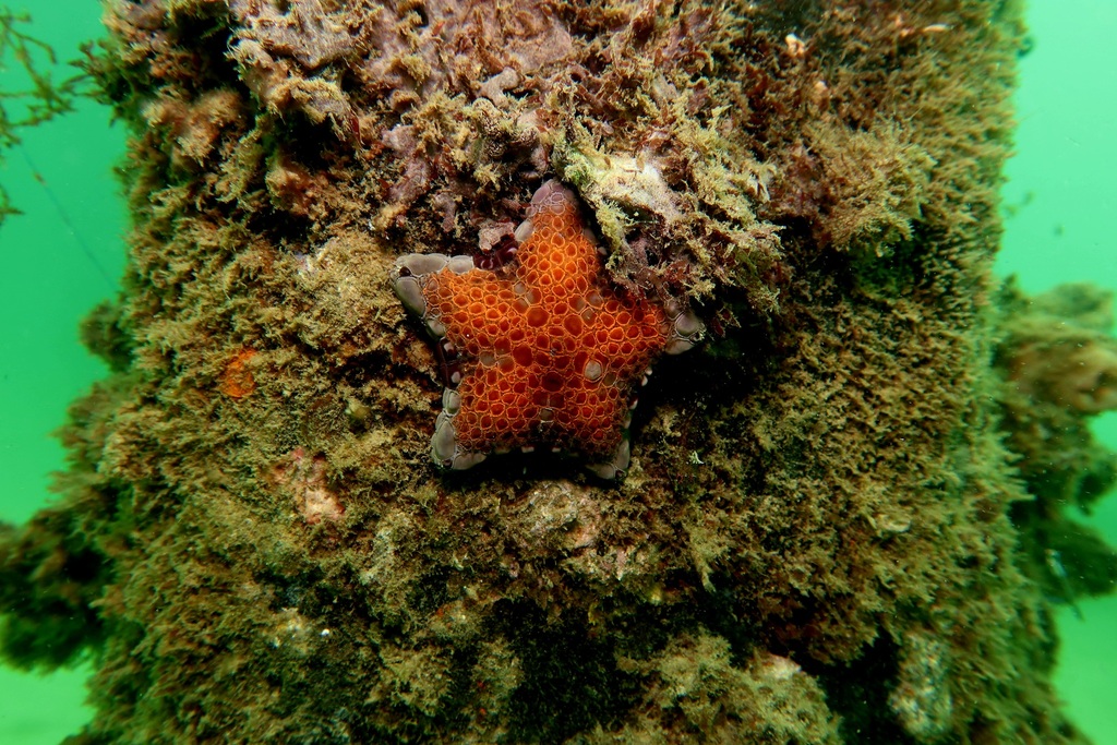 Common Biscuit Star from Second Valley jetty on April 27, 2025 at 12:48 ...