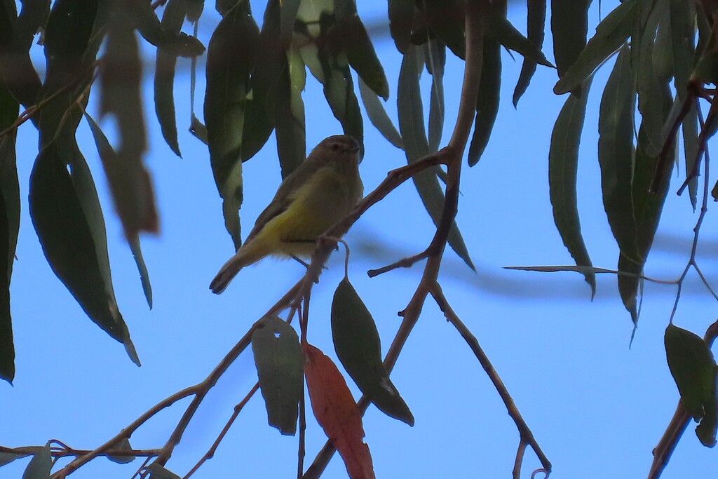 Weebill from Stranger Pond Tuggeranong, ACT, Australia on April 28, 2025 at 12:48 PM by deborod ...
