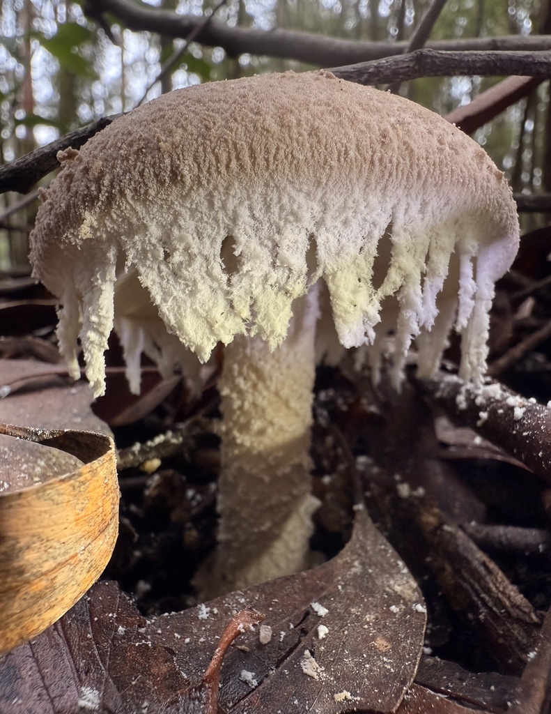 Australian Flour Lepidella from Tarago River Forest Reserve, Gentle ...