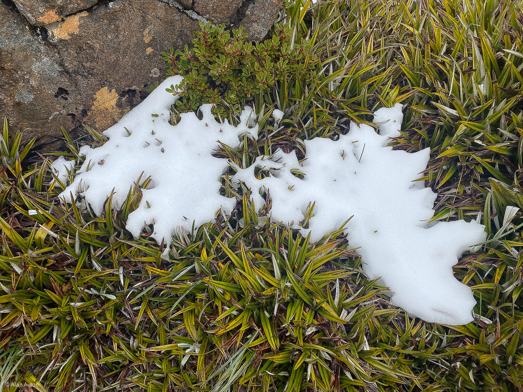 Pineapple Grass from Mount Field TAS 7140, Australia on December 09 ...
