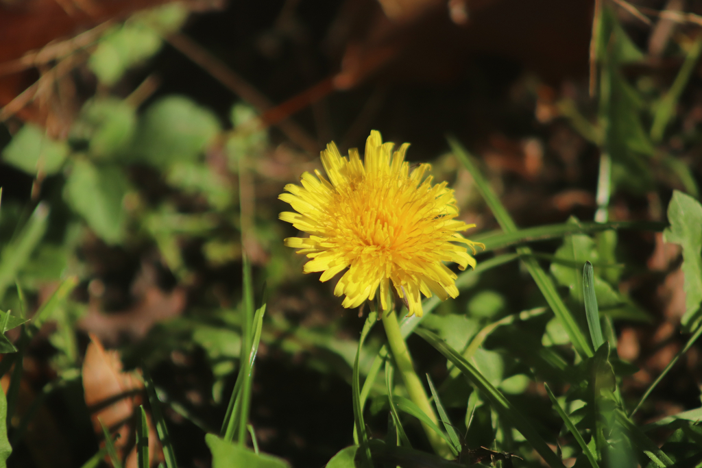 common dandelion from Lincoln, New Zealand on April 25, 2025 at 10:35 ...