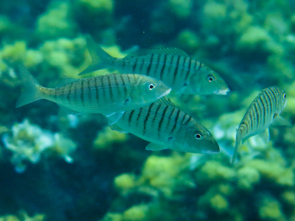 Striped Seabream (Lithognathus mormyrus) - Marine Life Identification
