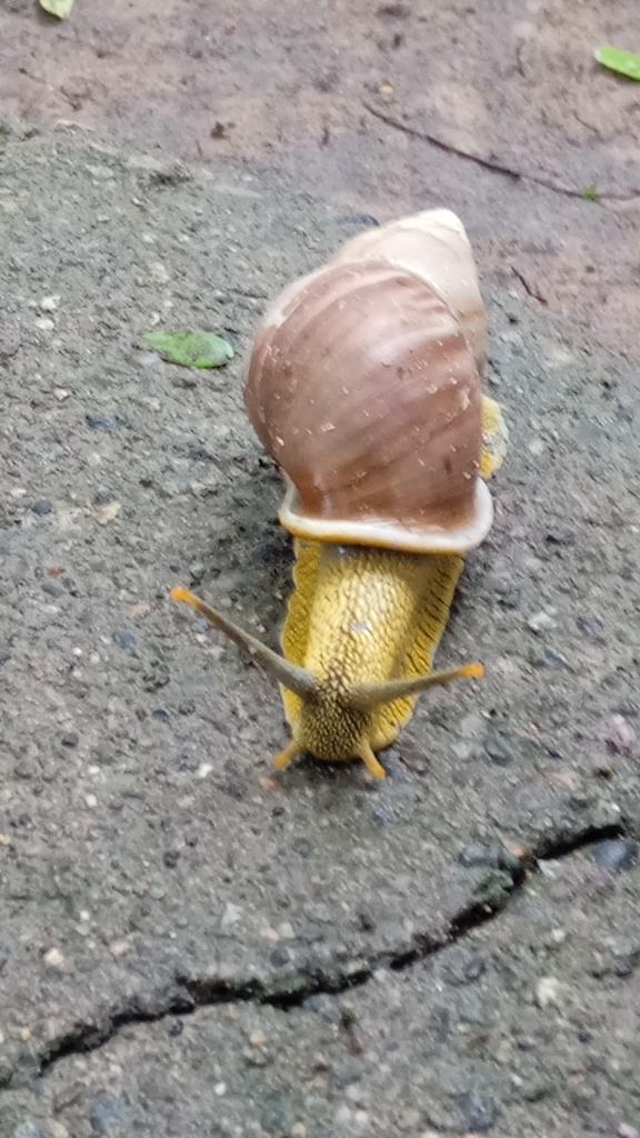 Amphidromus maculiferus from FRMP+MJJ Botanical Park San Agustin, Tagum ...