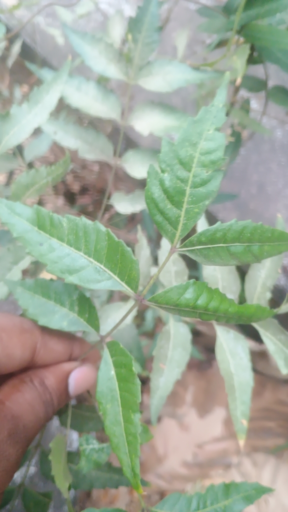 Neem from Q9JG+2MW, Rushikonda, Visakhapatnam, Andhra Pradesh 530045 ...