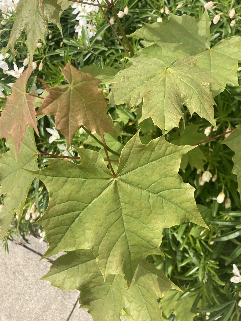 Norway maple from University of York, York, Angleterre, GB on 28 April ...
