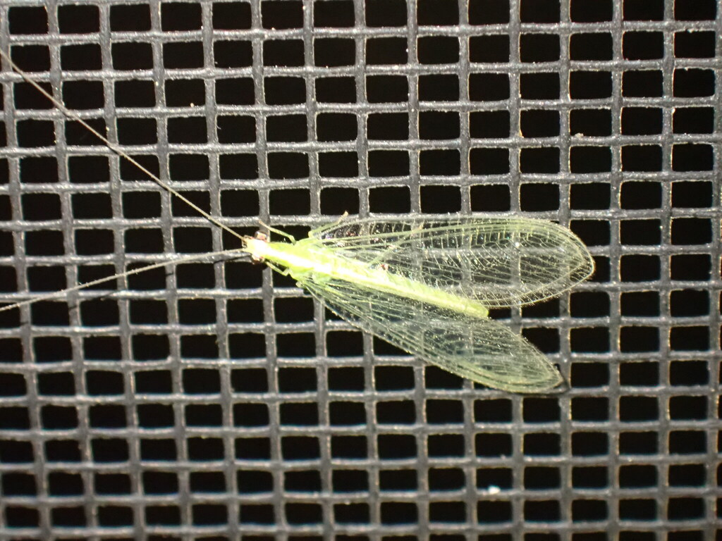 Red-lipped Green Lacewing from Dunedin, FL, USA on April 27, 2025 at 09 ...