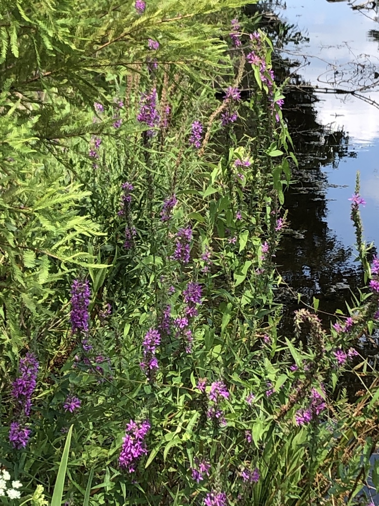 purple loosestrife in August 2019 by Deborah Barber · iNaturalist