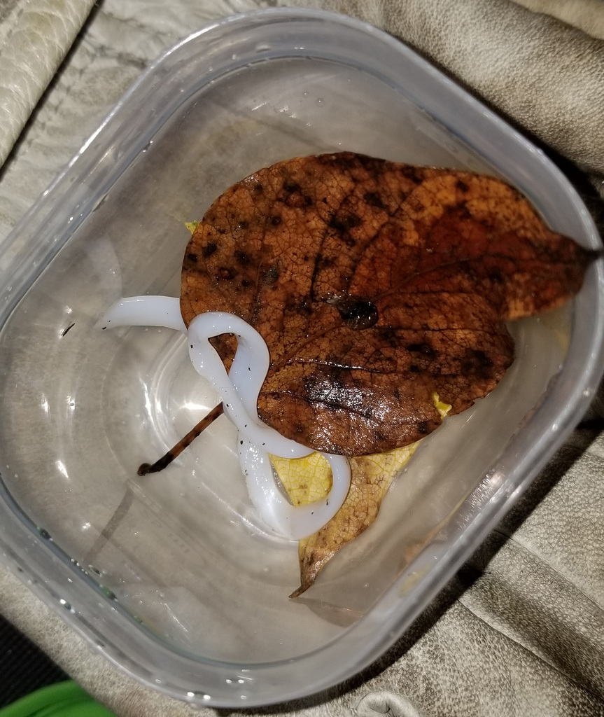 Ligula intestinalis from Eielson AFB, AK, USA on August 16, 2019 at 11: ...