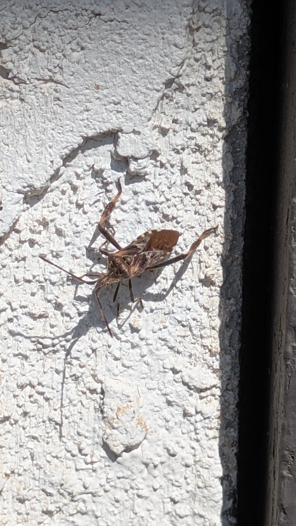 Western Conifer Seed Bug from Lincoln Heights, Spokane, WA, USA on ...