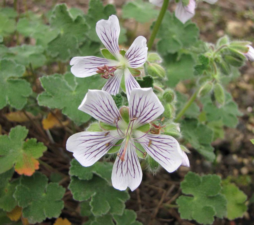 geraniums and cranesbills (Geranium) - Botanical Realm