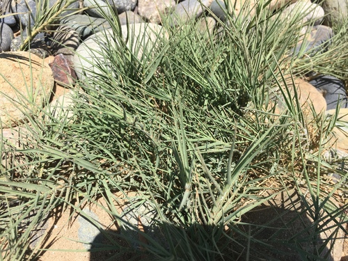 Salt Grass (Principal Plant Communities of California - Coastal Salt ...