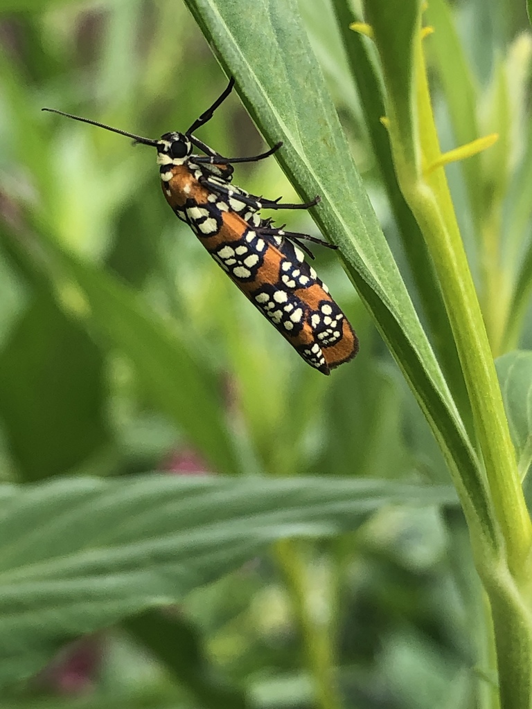 Ailanthus Webworm Moth from Bernheim Arboretum and Research Forest ...