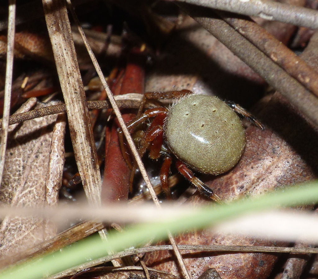 Green Hairy Field Spider from 8 Bells fynbos on April 25, 2025 at 12:17 ...