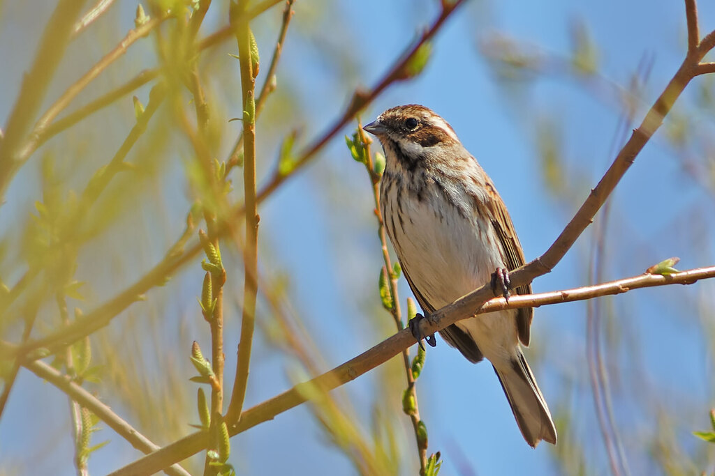 Reed Bunting from Волжский р-н, Самарская обл., Россия on April 17 ...