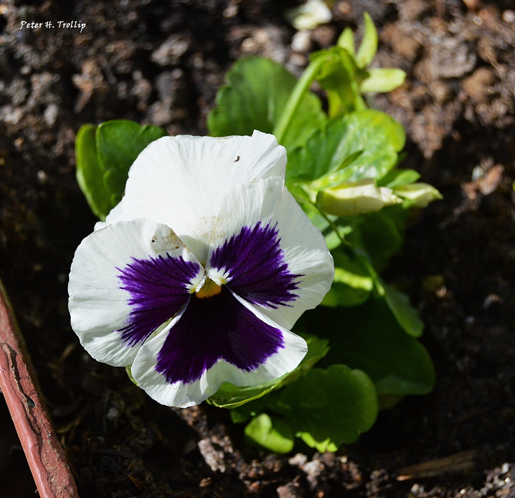 pansies and violets from Somerset West, Cape Town, South Africa on ...
