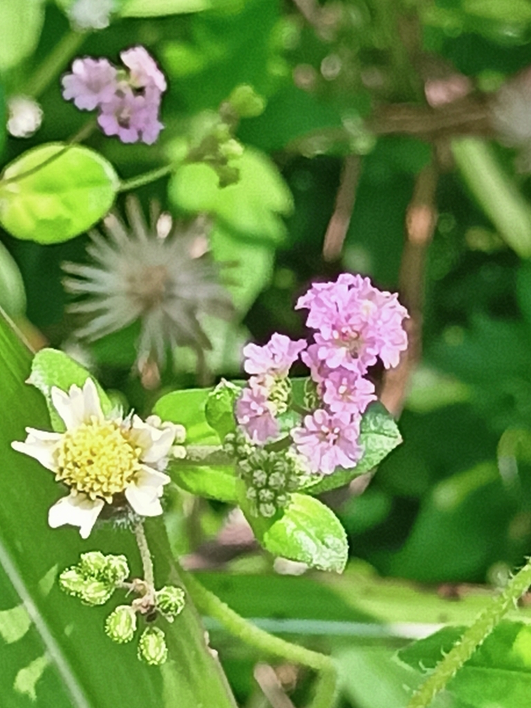 Wineflower from 1-11, Gundugolanu, Andhra Pradesh 534427, India on ...