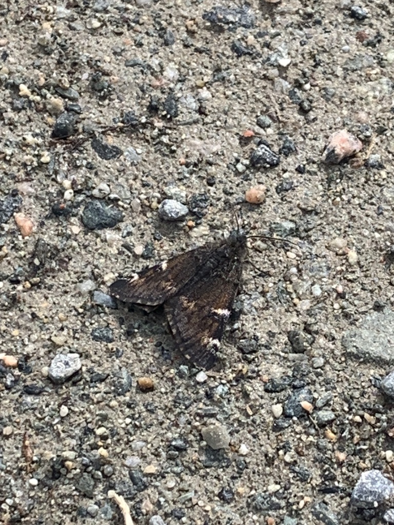 Infant Moth from Ch Duquette, Rouyn-Noranda, QC, CA on April 28, 2025 ...