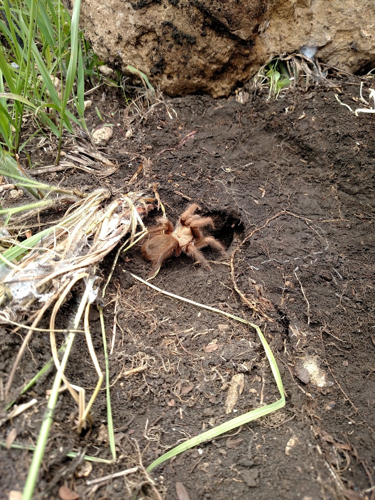 Texas Brown Tarantula from Elk County, KS, USA on May 15, 2016 at 12:36 ...