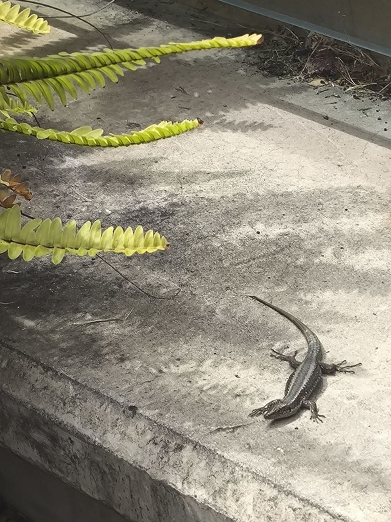 Madeira Lizard from São Martinho, 9000-096 Funchal, Portugal on April ...