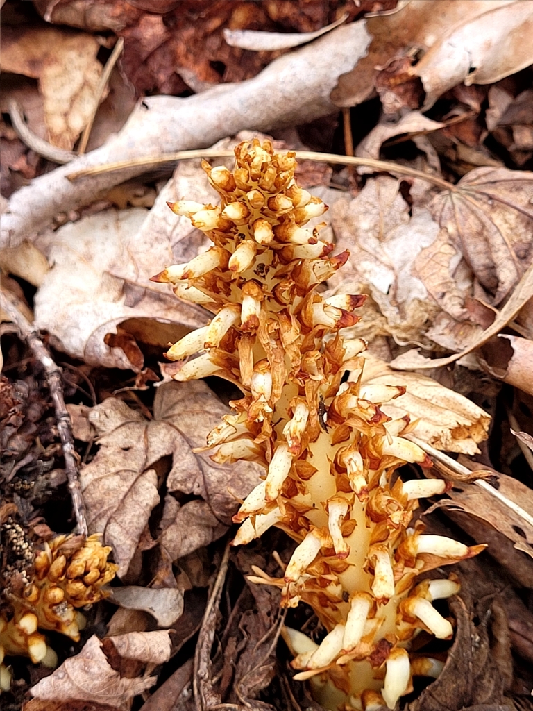 American cancer-root from Bryson City, NC 28713, USA on April 21, 2025 ...