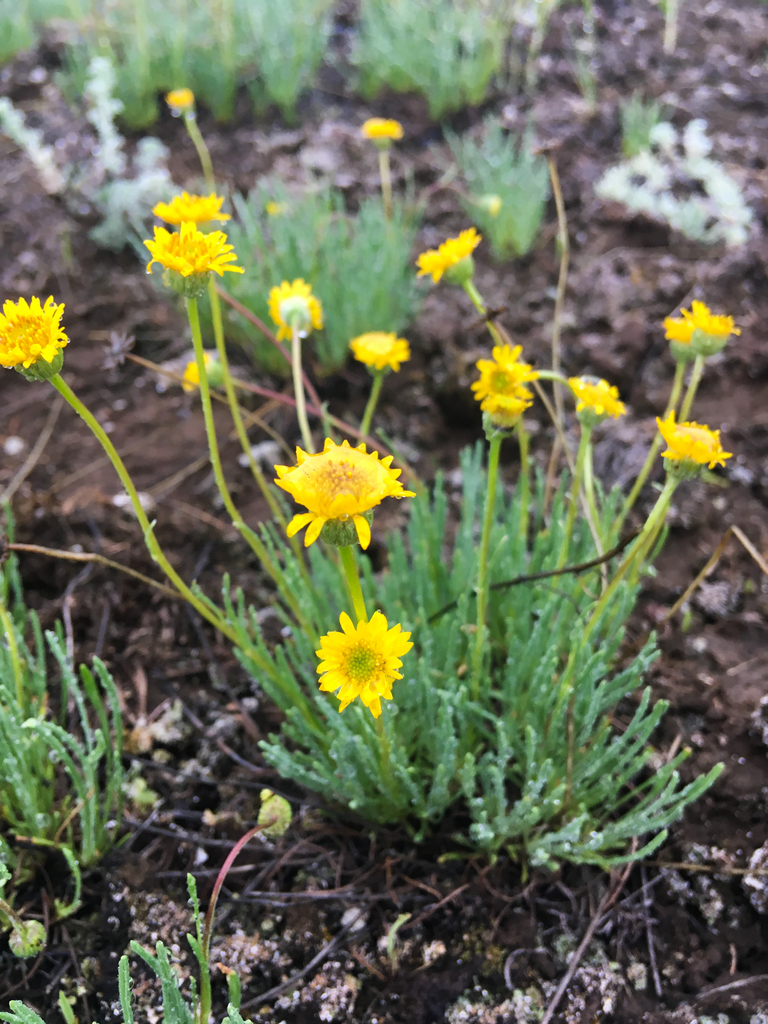 Desert Yellow Fleabane from Junction Sheep Range, Cariboo, British ...