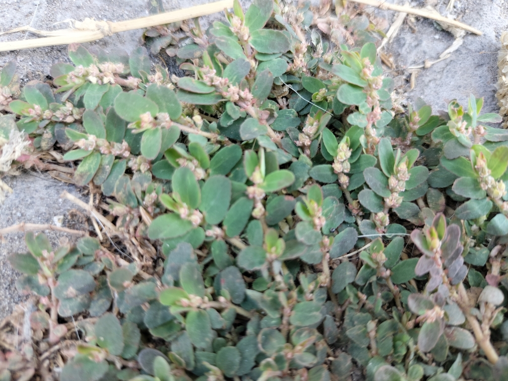 Red Caustic-creeper from calle Río Abuná on April 28, 2025 at 08:21 AM ...