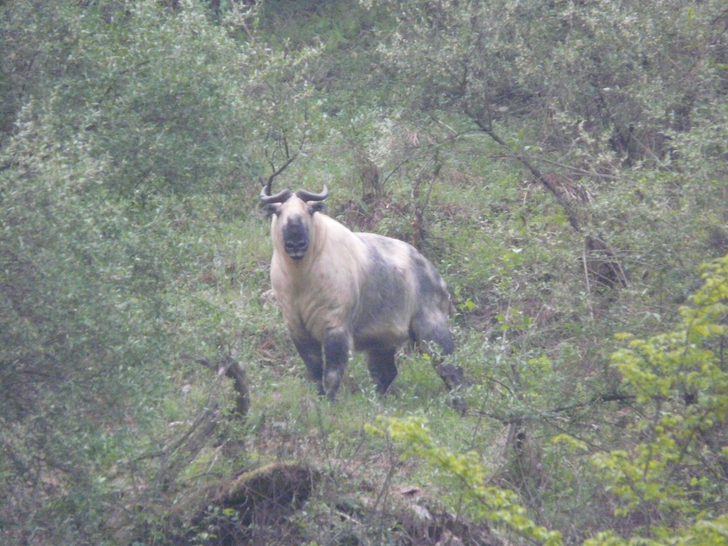 Sichuan Takin in April 2013 by jpgalvan. 10 takin seen in morning ...