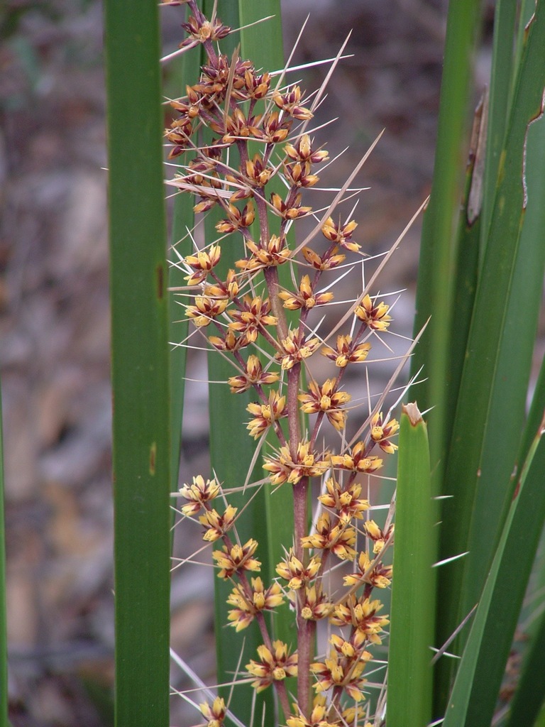 Spiny-headed Mat-rush (Flora (Indigenous Use) Guide of Cessnock ...