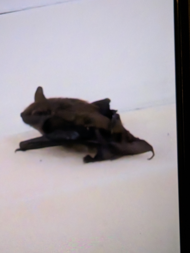 Big Brown Bat from Peterborough, ON K9H 3C9, Canada on November 18 ...