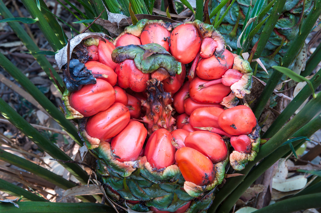 Burrawang (Flora (Indigenous Use) Guide of Cessnock BioBlitz at ...