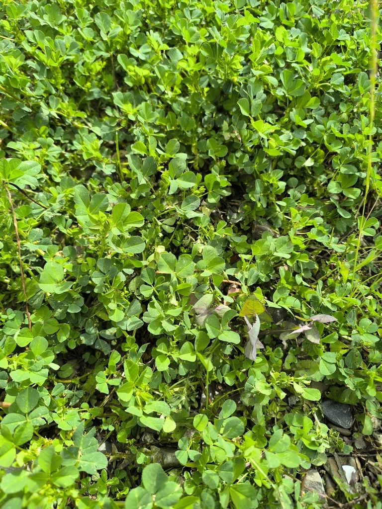 bur clover from GR6M+8P6, La Paz, Bolivia on April 28, 2025 at 11:48 AM ...