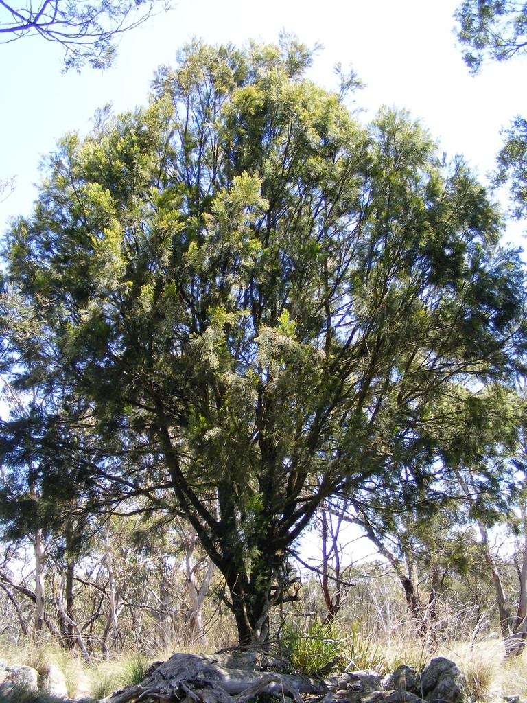 Cherry Ballart (Flora (Indigenous Use) Guide of Cessnock BioBlitz at ...
