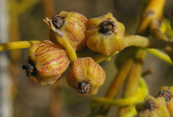 Downy Dodder-laurel (Flora (Indigenous Use) Guide of Cessnock BioBlitz ...