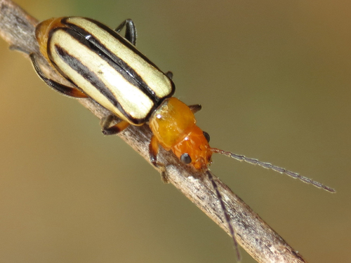(Triarius melanolomatus)