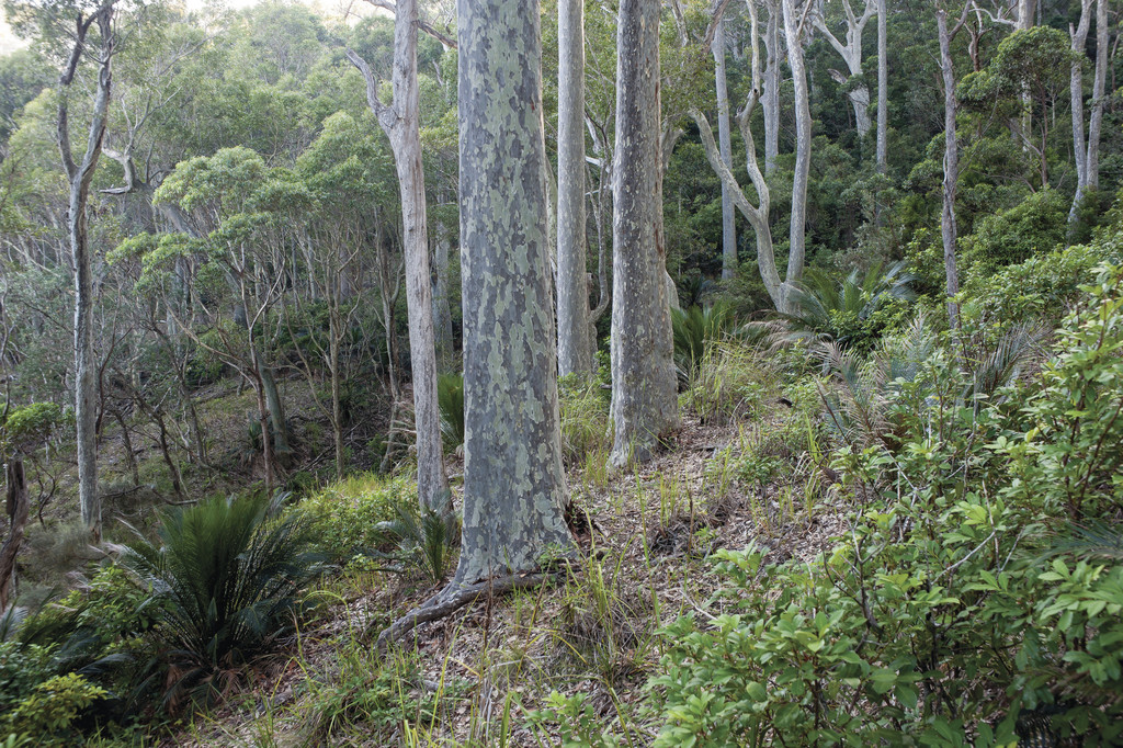 Spotted Gum (Flora (Indigenous Use) Guide of Cessnock BioBlitz at ...