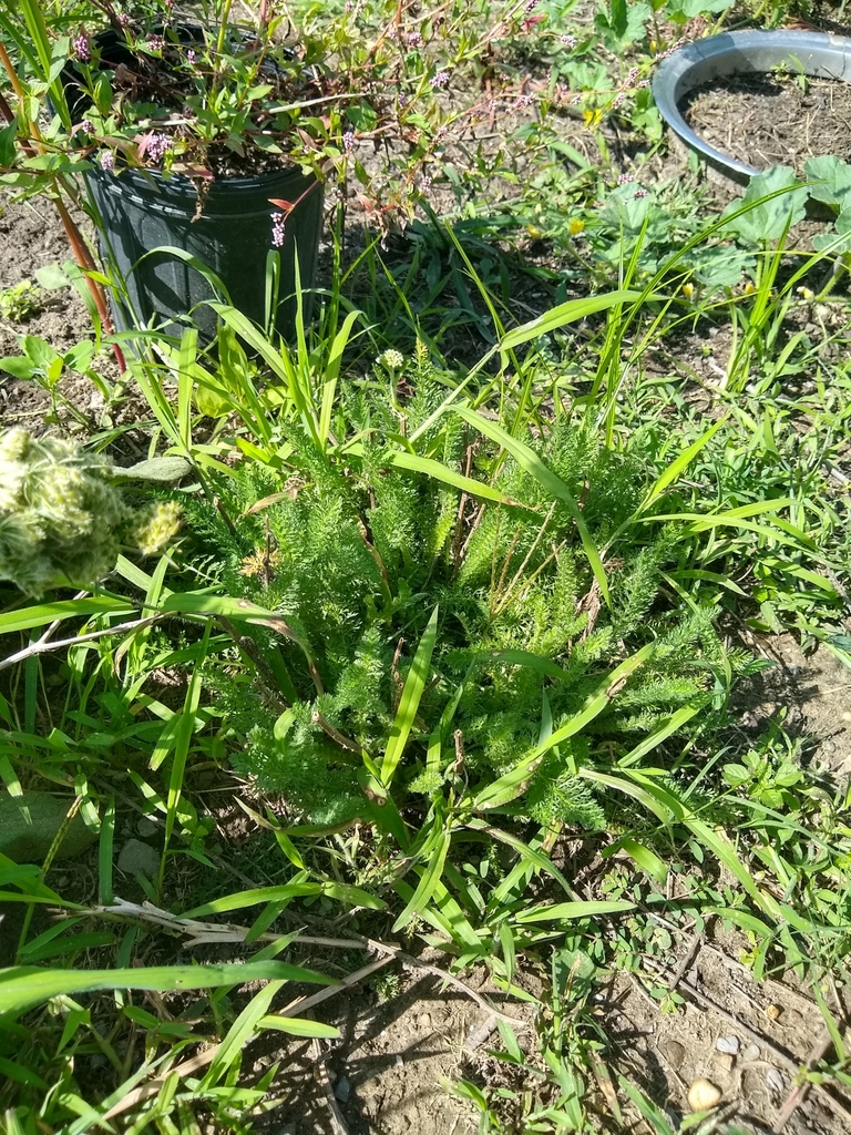 common yarrow from West Coxsackie, NY 12192, USA on August 25, 2019 at ...